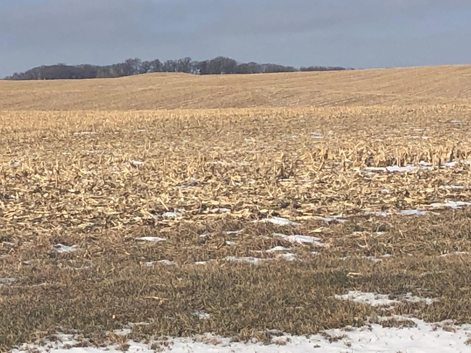 Iowa Auction Group - Albers/Conger Land Sale